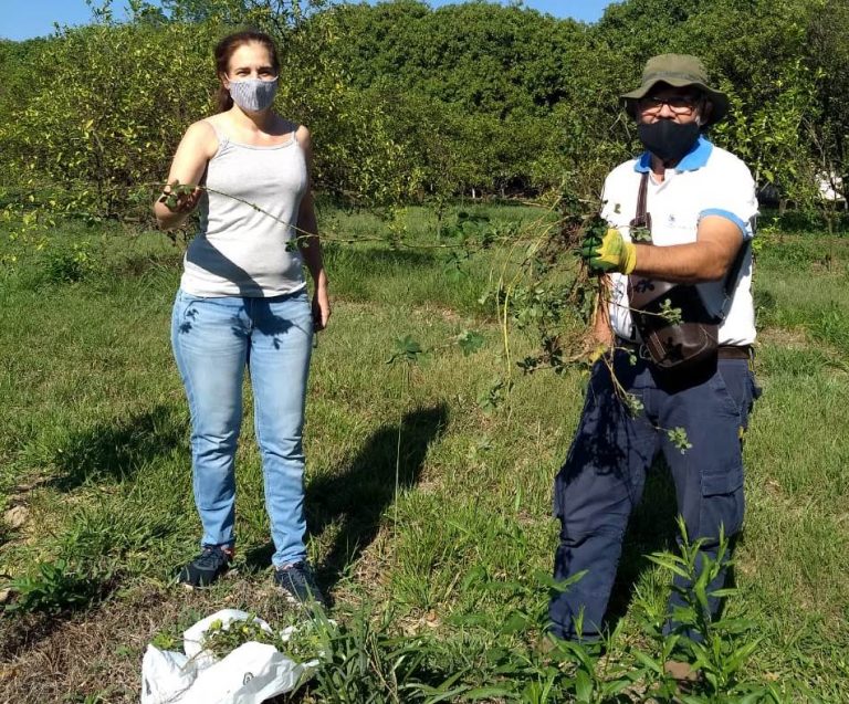 “Arachis pintoi”: el maní forrajero que se busca promover entre ...