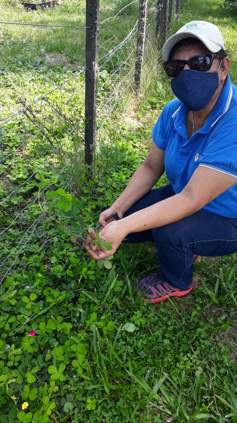 “Arachis pintoi”: el maní forrajero que se busca promover entre ...