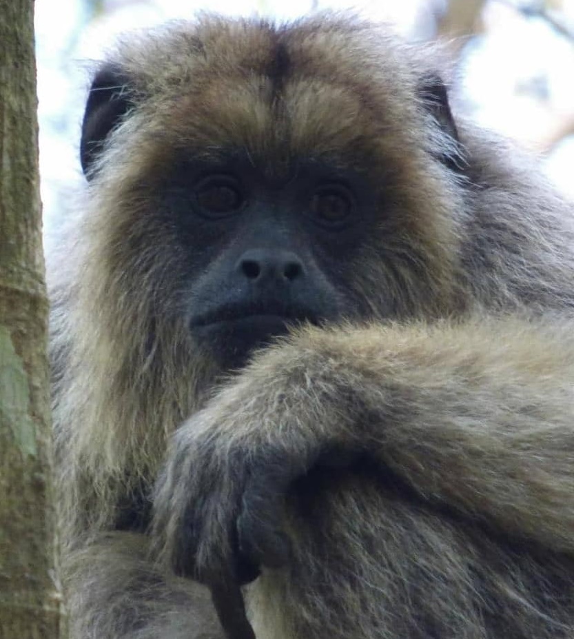 Declarar «Monumento Natural» al Mono Carayá, una de tantas acciones ...