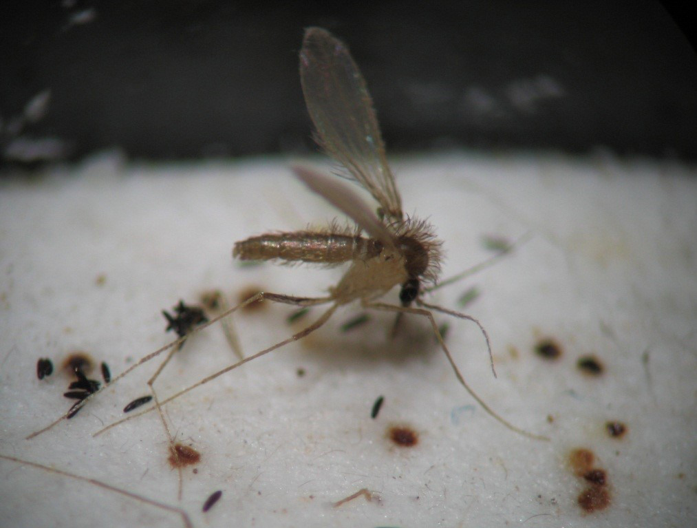 Investigadores de la UNNE describen una nueva especie de flebótomo ...