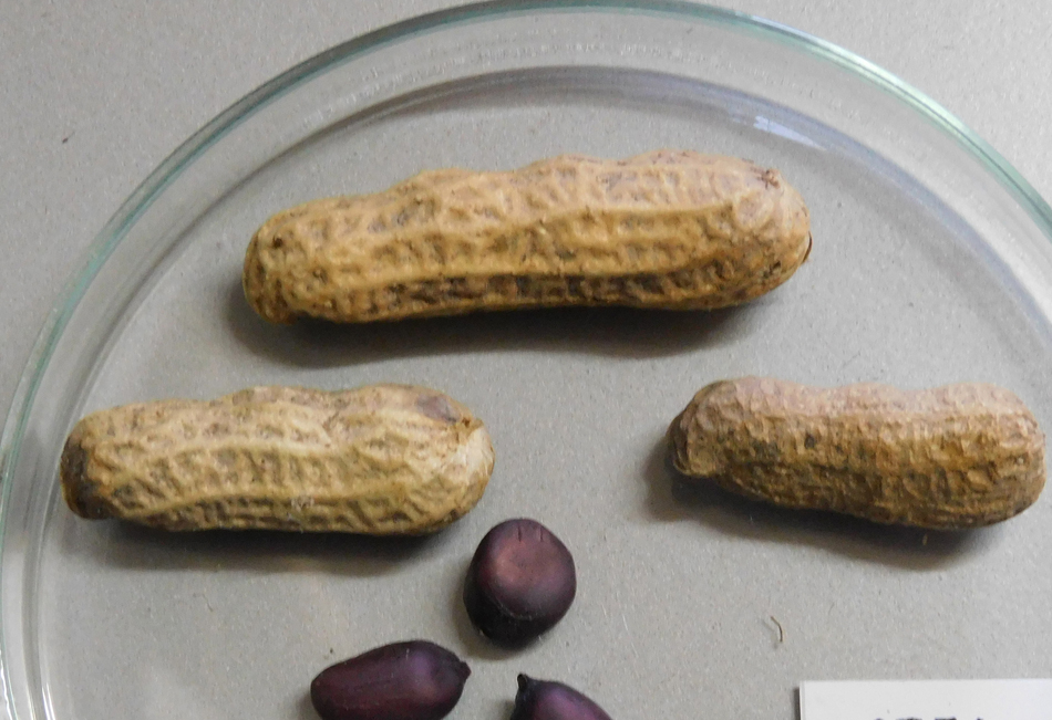 Estudian características de razas de maní de Corrientes para potenciar ...