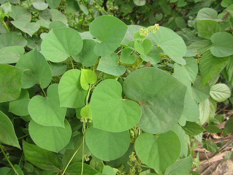 Ensayan en ratones la eficacia antiinflamatoria y anticancerígena de ...