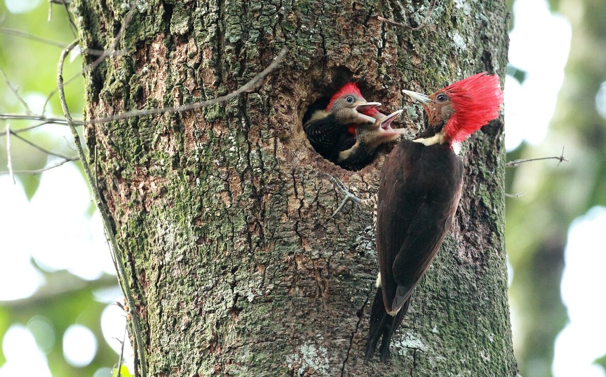 Plantean pautas de manejo forestal para la conservación de pájaros ...