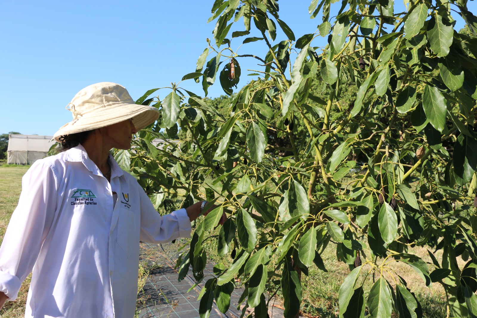 Caracterizan molecularmente genotipos de plantas de palta del NEA y NOA ...