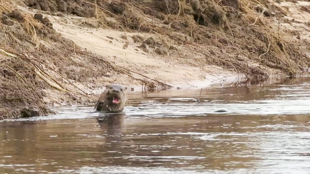 Lobito de Río, buscan conocer más sobre uno de los monumentos naturales ...