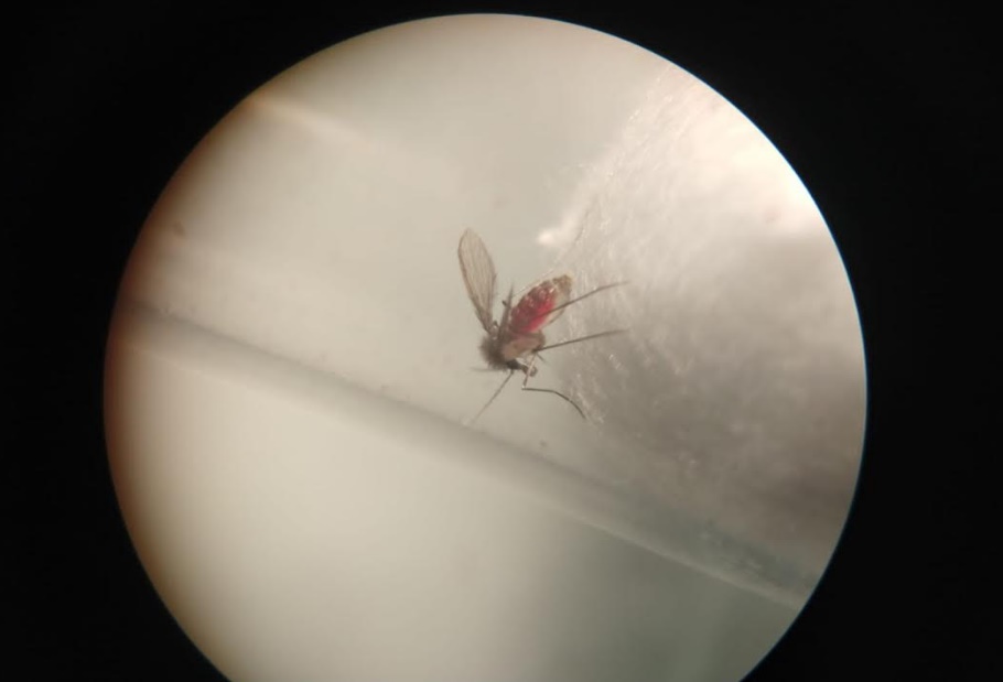 Actualizan registro de flebótomos de Argentina y describen los ...