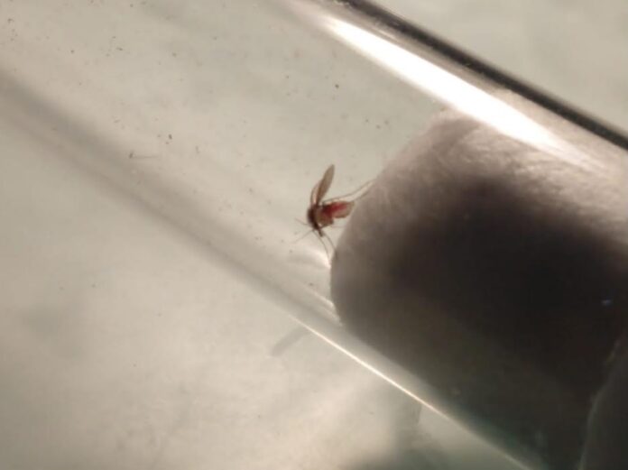 Actualizan registro de flebótomos de Argentina y describen los ...