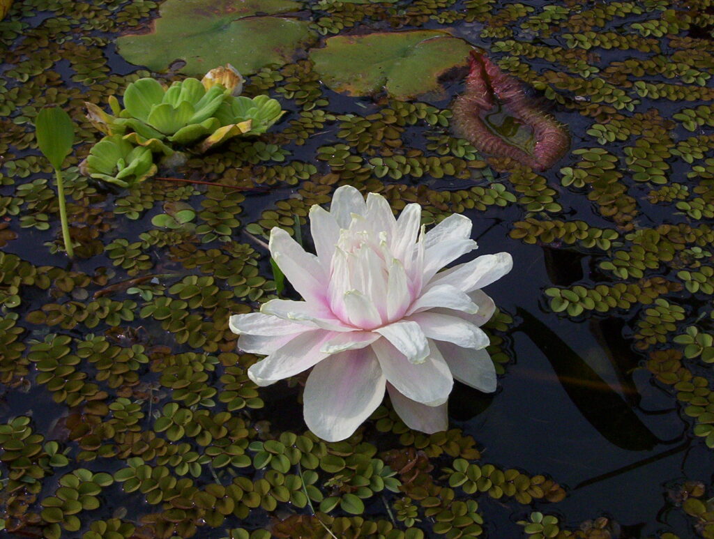 Ajustan procedimiento para el cultivo in vitro de plantas de Irupé | Medios Unne