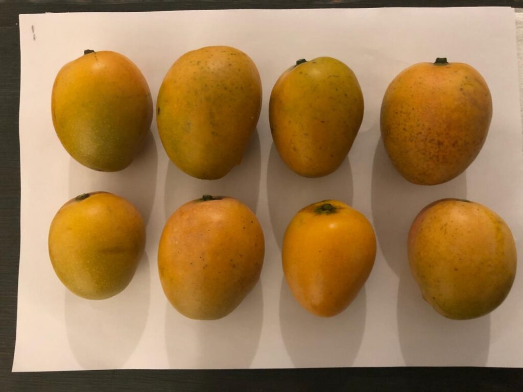 Optimizan metodología para extraer compuestos bioactivos del mango ...