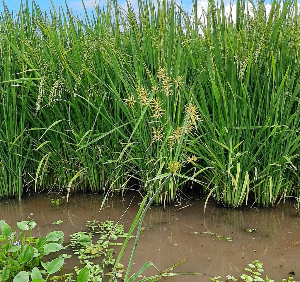 Arroz: con estudios sobre ecología de malezas, buscan aportar al manejo ...