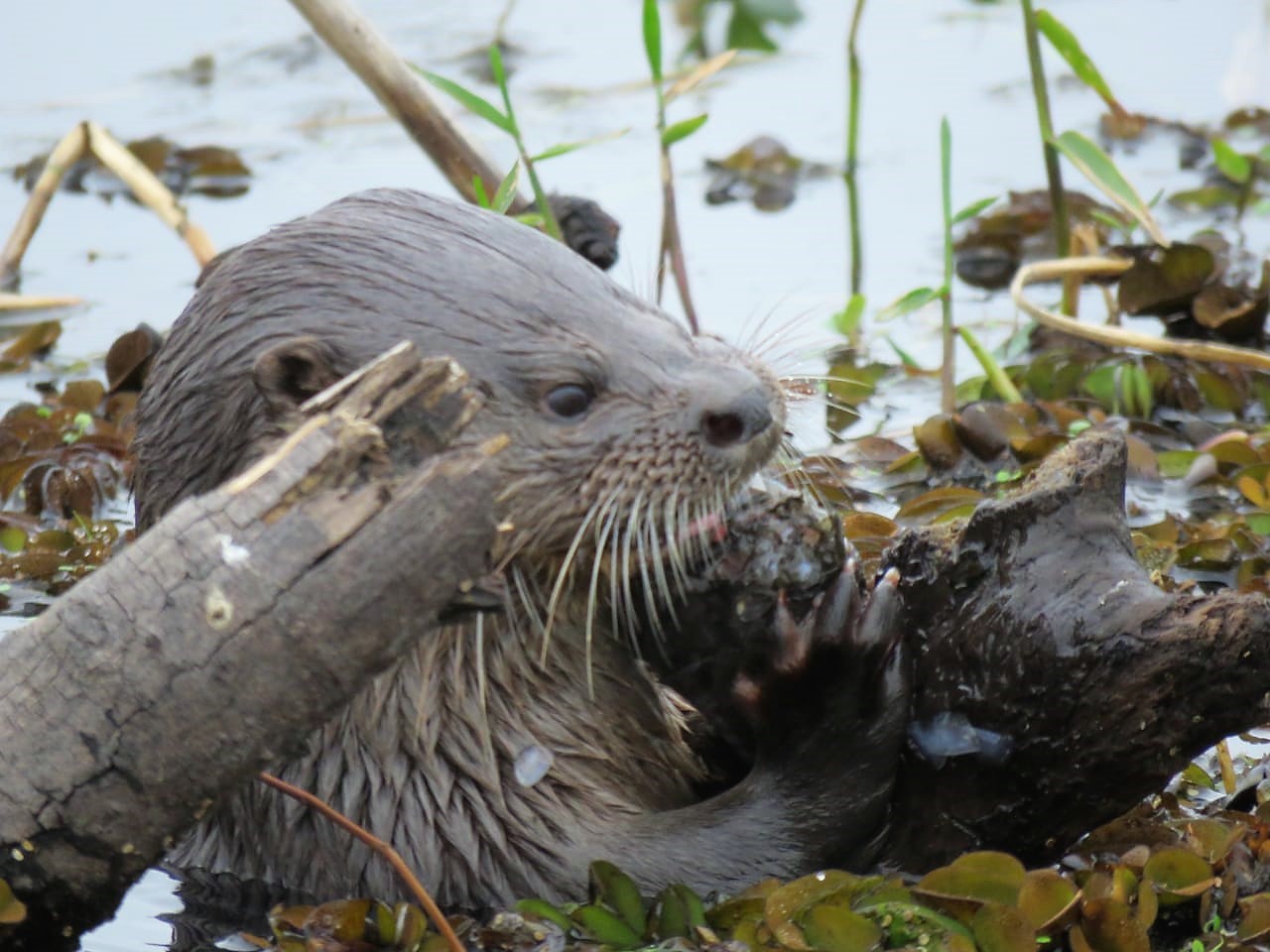 Lobito de Río, buscan conocer más sobre uno de los monumentos naturales ...