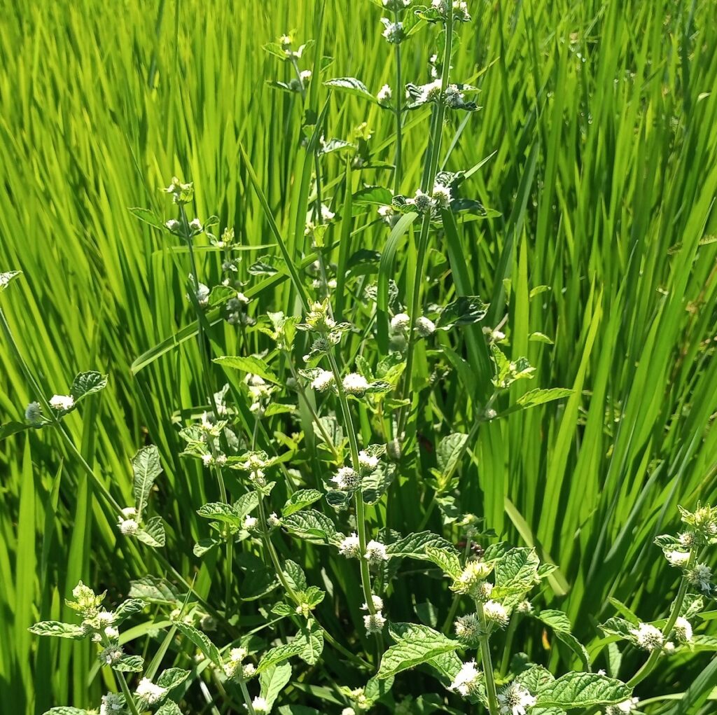 Arroz: con estudios sobre ecología de malezas, buscan aportar al manejo ...