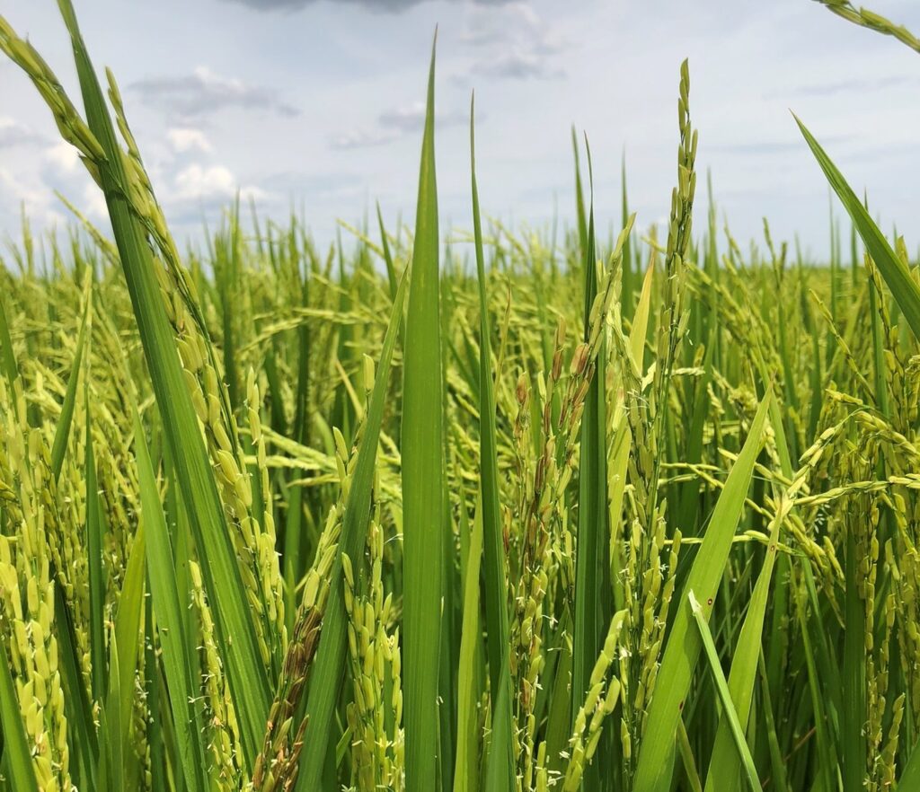 Manchado del grano de arroz: aporte de la UNNE sobre una patología que ...