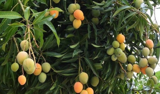 Planta de mango criollo | Medios Unne