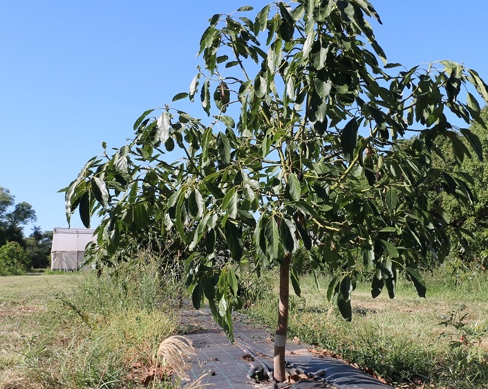 Caracterizan molecularmente genotipos de plantas de palta del NEA y NOA ...