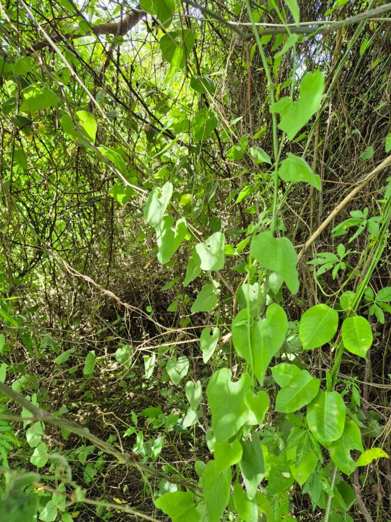 Asignan categoría de «Peligro Crítico» a una planta endémica de ...