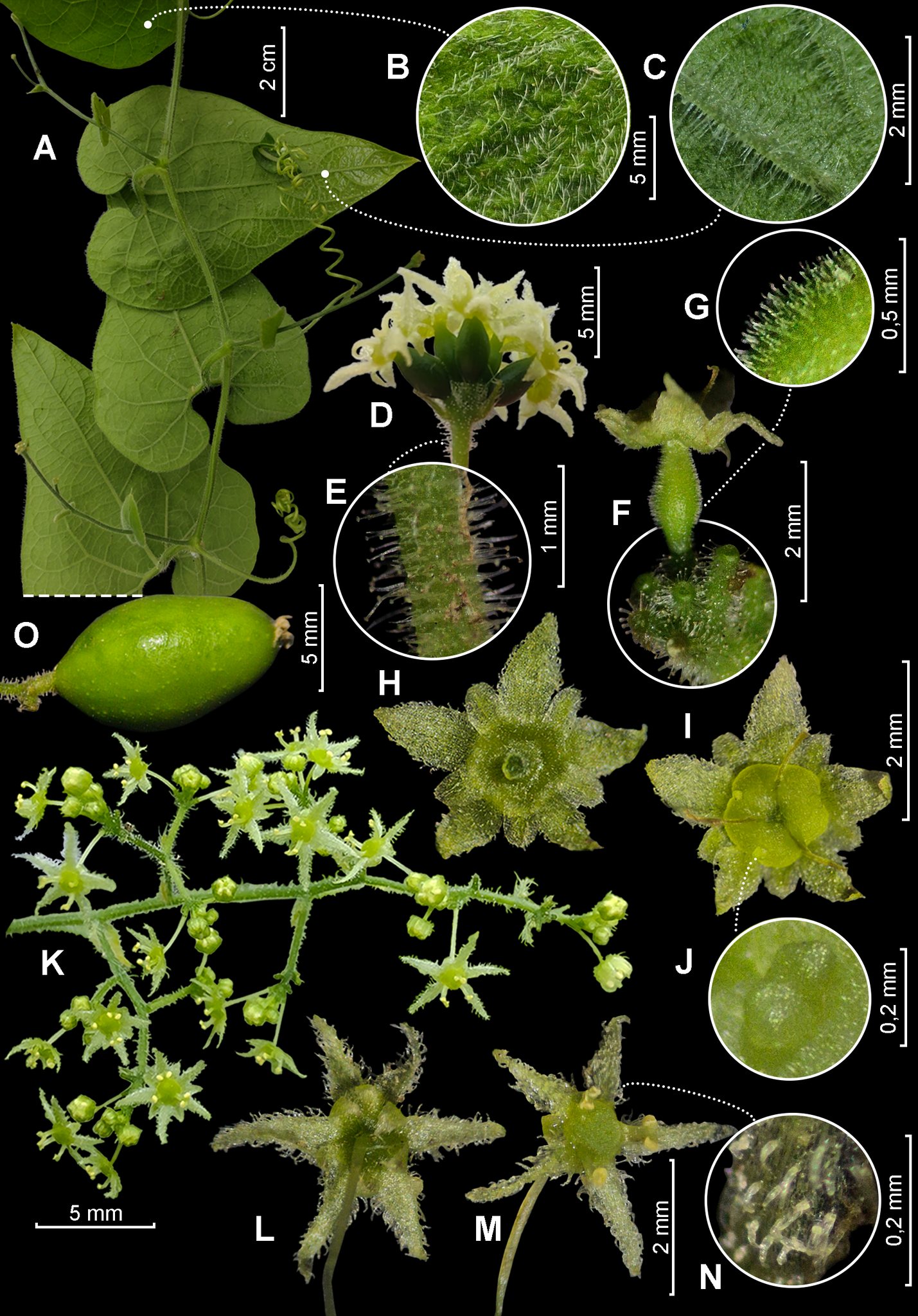 Sicydium nereoi | Medios Unne