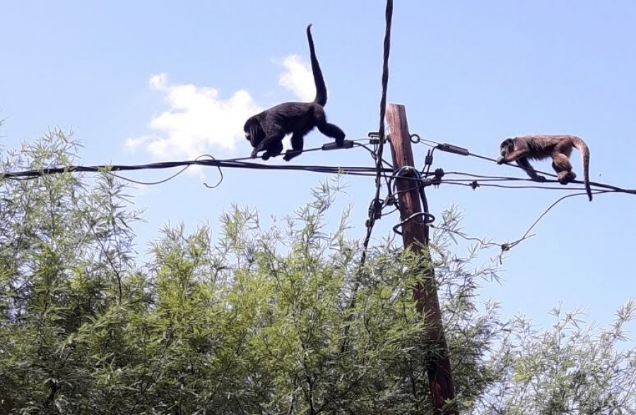 monos-en-ciudad- | Medios Unne