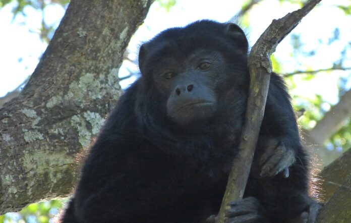 Monitorean presencia de monos en áreas urbanas y periurbanas de la ...