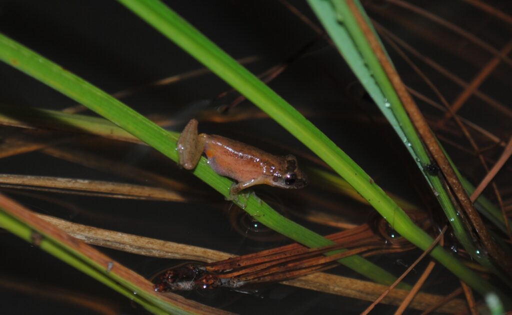 Describen la ecología de la rana trepadora hocicuda enana, una especie ...